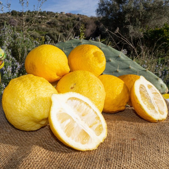 Limone Femminello Siracusano di Sicilia Biologico – Casa Sferrazzo
